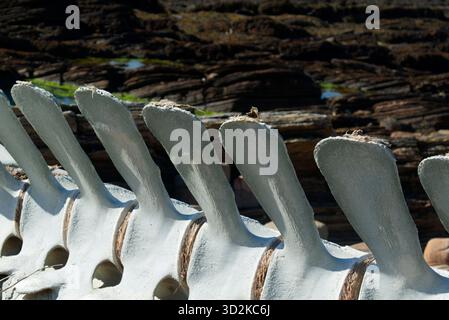 Skeleton of a Fin whale on Orkney shoreline, Scotland Stock Photo - Alamy