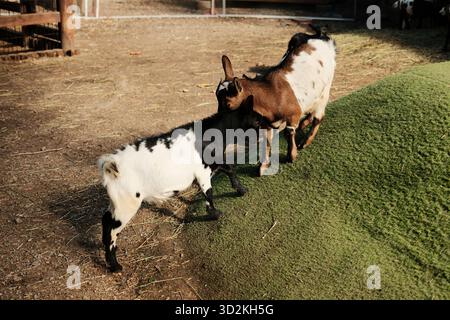 Two small goats playing on a log on a homestead Stock Photo - Alamy