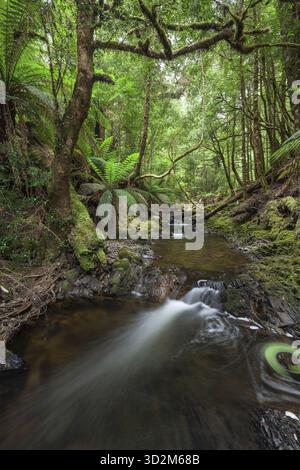 Arthur River at Philosopher Falls in the deep green forest with myrtle ...
