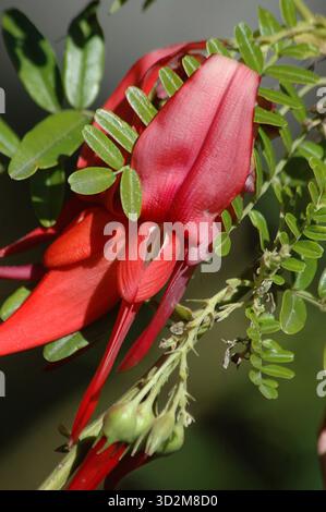 New Zealand Kaka beak plant and bright red curving shaped flowers Stock ...