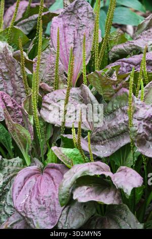Red Plantain(Plantago major 'Rubrifolia' Stock Photo - Alamy