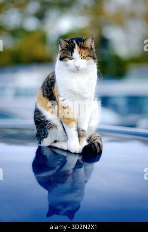 Cute calico cat sitting on a car roof and relaxing Stock Photo - Alamy