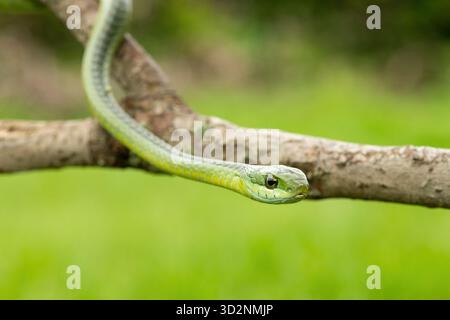 Close-up of a gorgeous boomslang (Dispholidus typus), also known as a ...