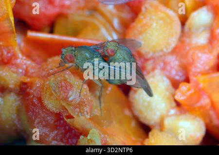 Drosophila called small fruit flies or pomace flies, vinegar flies, or ...