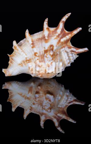 Single snail sea shell of Lambis lambis known as spider conch, isolated ...
