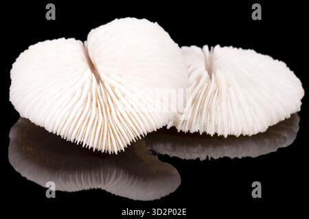 Coral isolated on black background Stock Photo - Alamy