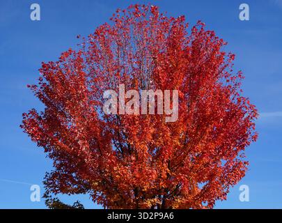 RED MAPLE TREE (ACER RUBRUM) IN SNOW COVERED FIELD AT WINTER [FOUR ...