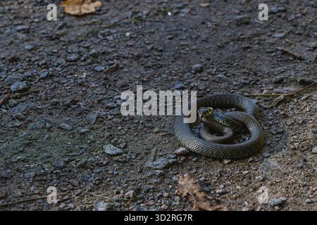 Small Snake Coiled on a Gravel Path: The Concept of Vulnerability and ...