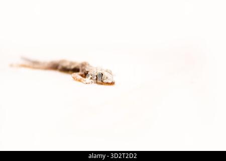 house lizard isolated on white background with drop shadow Stock Photo ...