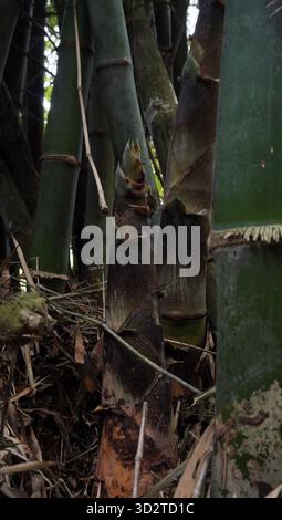 Bamboo shoot emerging from the ground. Bamboo is a member of the grass ...