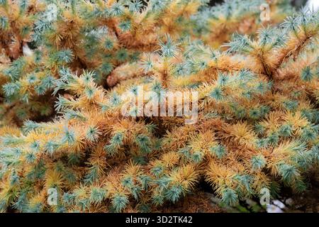 Larix Kaempferi blue dwarf. Dwarf Japanese Larch tree foliage changing ...