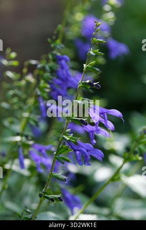 Blue anise sage (Salvia guaranitica) 'Blue Enigma' Stock Photo - Alamy