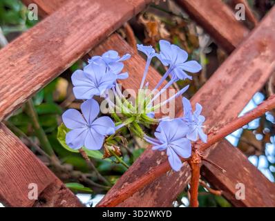 A macro of leadwort flowers in a garden Stock Photo - Alamy