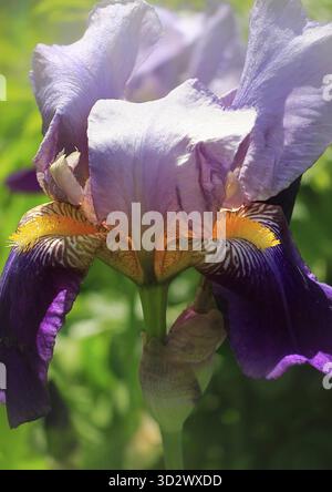 German lily hybrid (Iris germanica x hybrid), flower, North Rhine ...