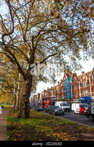 Trees alongside the road at Shepherds Bush Green in London, UK have ...