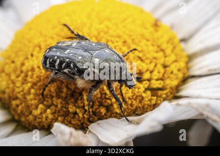 A macro shot of a flower beetle crawling around on purple white flowers ...