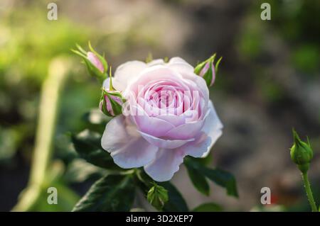 Pink rose blossom surrounded by rosebuds Stock Photo - Alamy