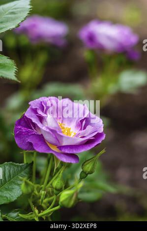 Close up of a delicate yellow rose on a dark background. Shallow depth ...