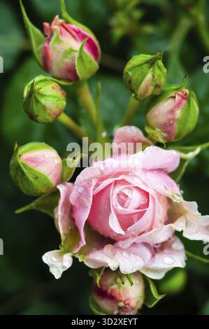 Pink rose blossom surrounded by rosebuds Stock Photo - Alamy