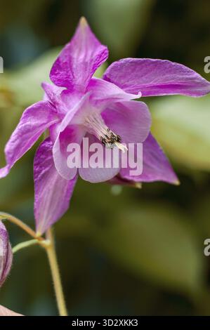 Closeup shot of a pink rose with the blurred background Stock Photo - Alamy