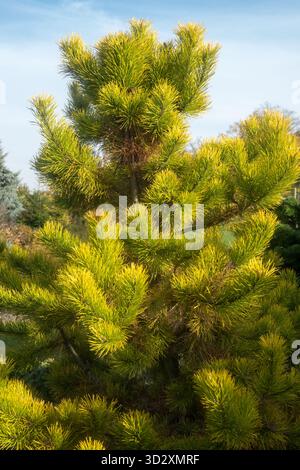 lodgepole pine (Pinus contorta Stock Photo - Alamy