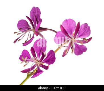 Rose Bay Willow Herb on the banks of Costa Beck in Pickering, North ...
