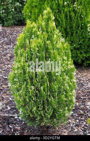 Small Tiny Low Size Form Dwarf Conifer In The Garden Chamaecyparis ...