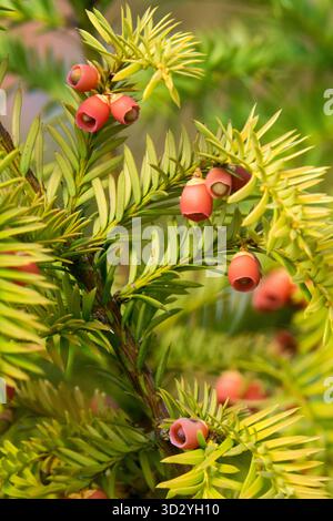 A closeup of common yew (Taxus baccata) fruits on a tree Stock Photo ...