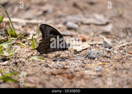 Banded blue swallowtail Papilio oribazus, imago mud-puddling, Andasibe ...