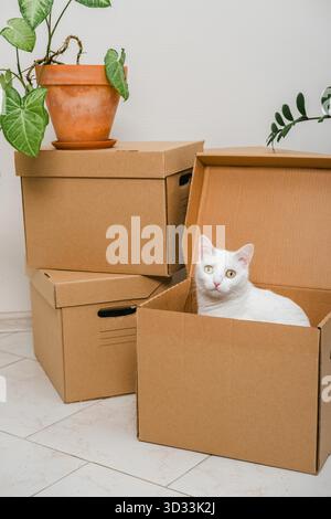 Things to move, a cat in a box, a flower in a pot. Garage sale and ...