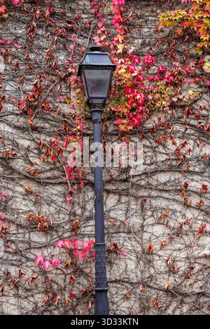 Grape leaves in beautiful light, close-up Stock Photo - Alamy