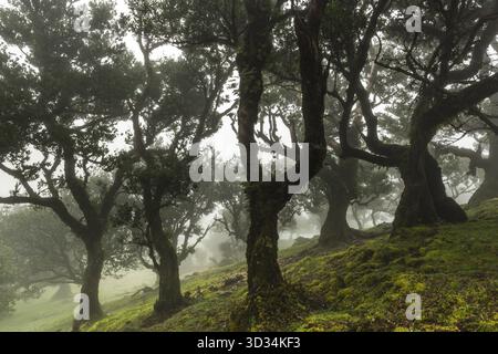 Trees In The Fanal Forest Stock Photo - Alamy