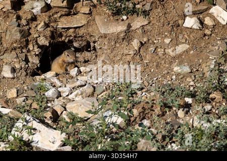 Long-tailed Ground Squirrel (Urocitellus undulatus Stock Photo - Alamy