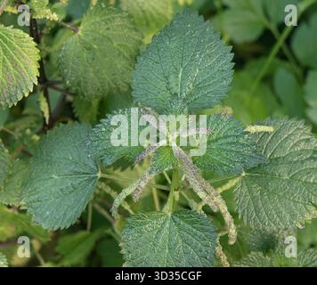 Flowering stinging nettle (Urtica), close-up, Lower Austria, Austria ...