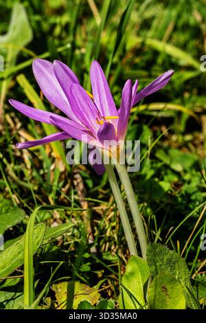 Grass flower with stamens Stock Photo - Alamy