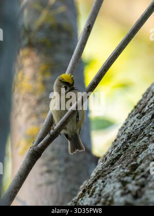 Goldcrest [ Regulus regulus ] up in a tree, South Wales, UK Stock Photo ...