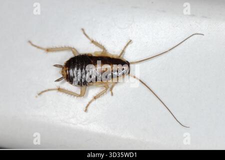 German cockroach Blattella germanica Stock Photo - Alamy