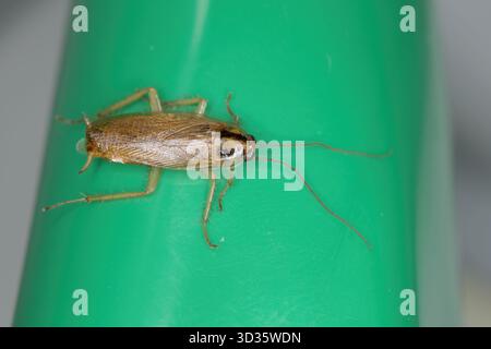 German cockroach (Blattella germanica), colloquially known as the ...