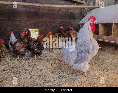Gray rooster and white hens in the meadow. High quality photo Stock ...