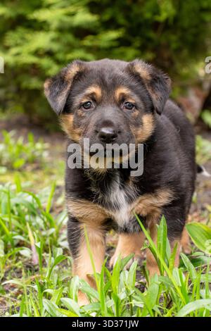 Adorable German shepherd standing in the grass Stock Photo - Alamy