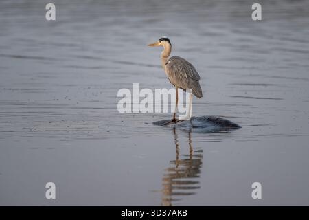 African Grey Heron hitching a ride on the back of an Asian Water ...