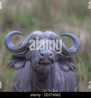 African Buffalo - head raised in defiance Stock Photo - Alamy