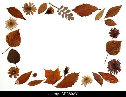 Frame made of autumn flowers, leaves and acorns on beige background ...