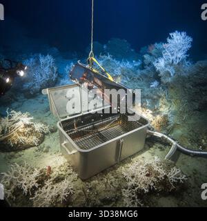 Deep-Sea Research 2026 Mariana Trench: ROV Captures Marine Life in ...