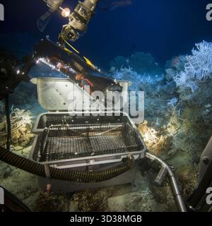 Deep-Sea Research 2026 Mariana Trench: ROV Captures Marine Life in ...