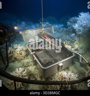 Deep-Sea Research 2026 Mariana Trench: ROV Captures Marine Life in ...