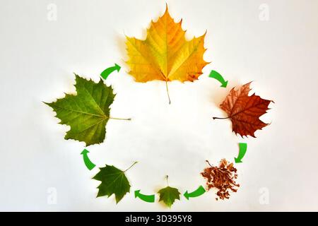 Autumn various colors - from green to yellow - in one maple leaf ...