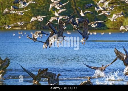 A group of gray geese flies in front of trees during bird flight in ...