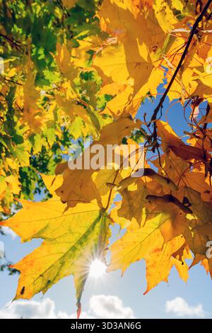 Maple branches with yellow leaves and seeds in autumn, in the light of ...