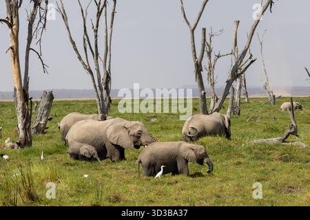 Herd of African elephants grazing with cattle egrets in the lush ...